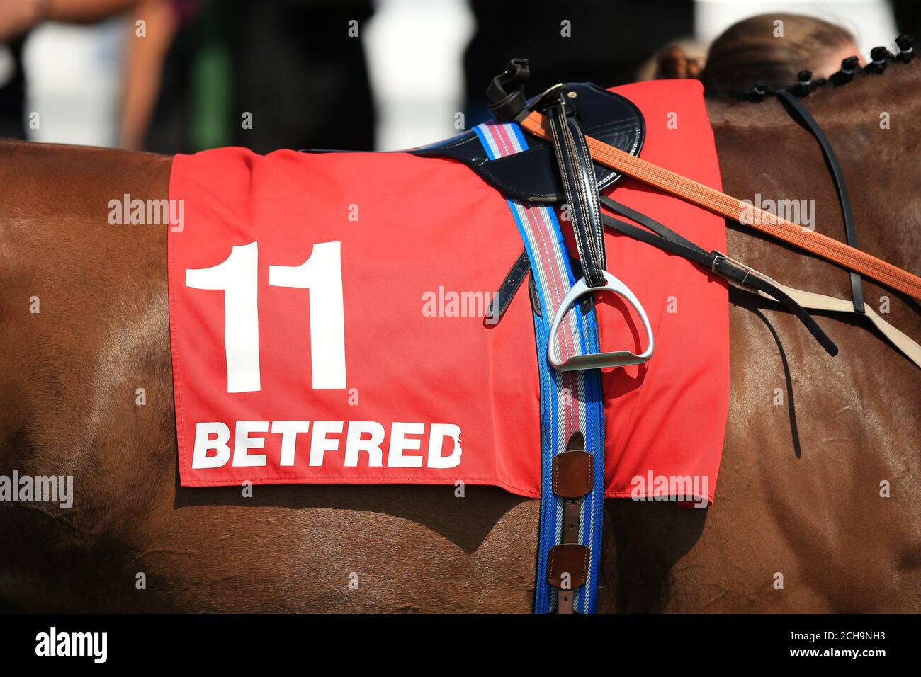 Betfred signage on horse before a race Stock Photo - Alamy