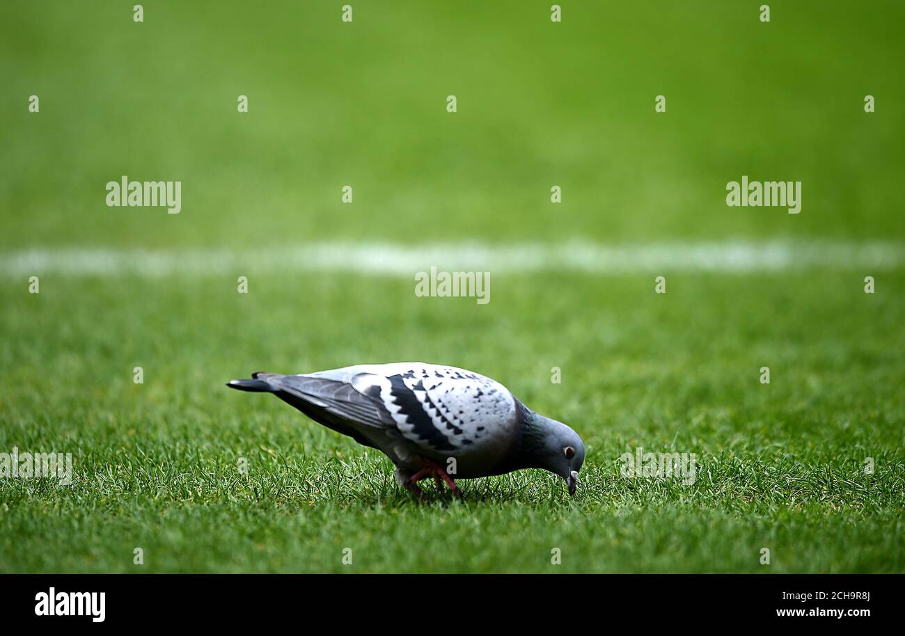 A pigeon on the pitch Stock Photo - Alamy