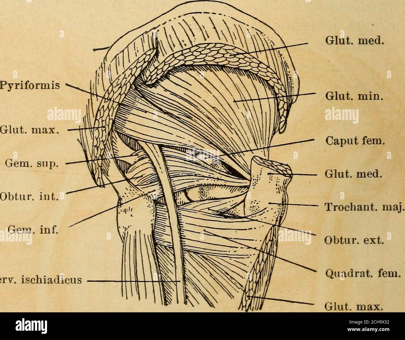 . Atlas and epitome of traumatic . ed. Immediatelybelow the gluteus ...