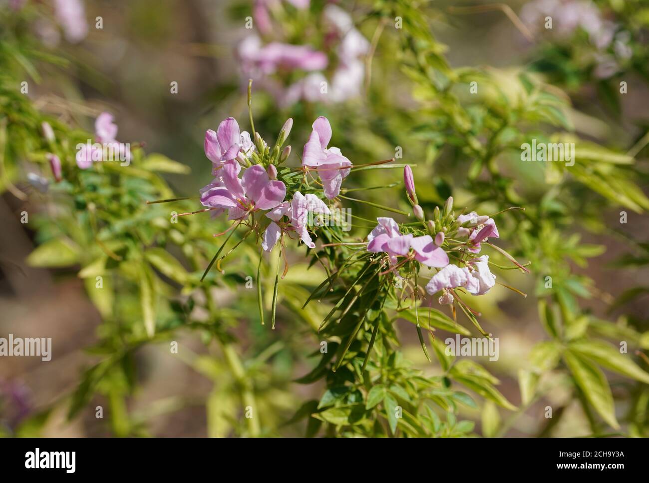 Cleome cleome sp hi-res stock photography and images - Alamy