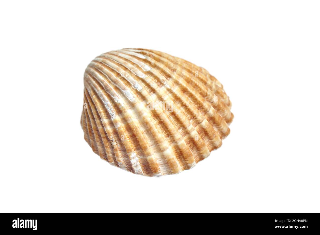 Ribbed scallop shell isolated on white background Stock Photo - Alamy
