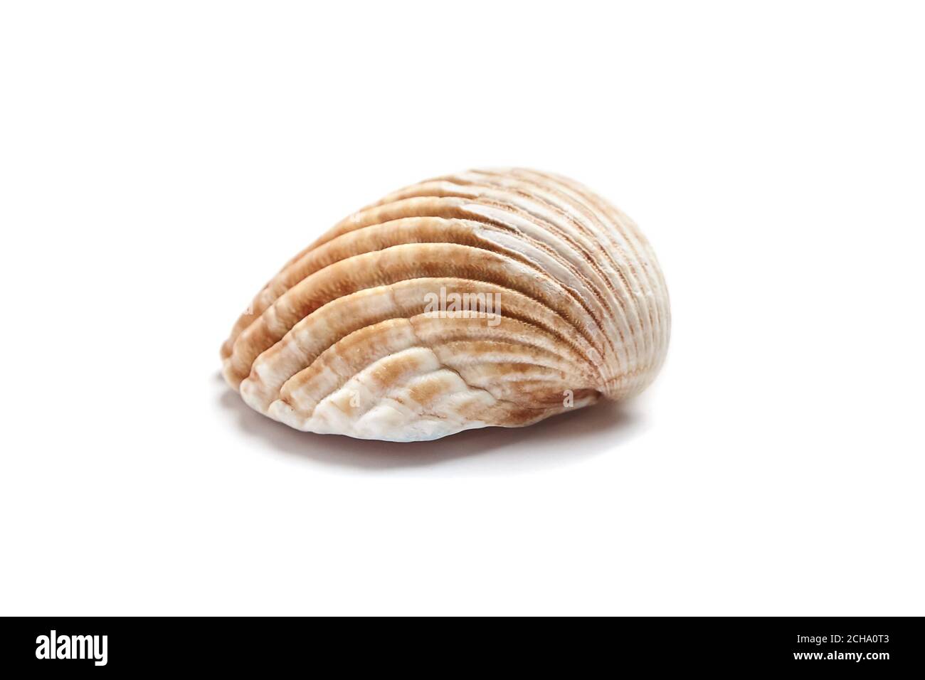 Ribbed scallop shell isolated on white background Stock Photo - Alamy