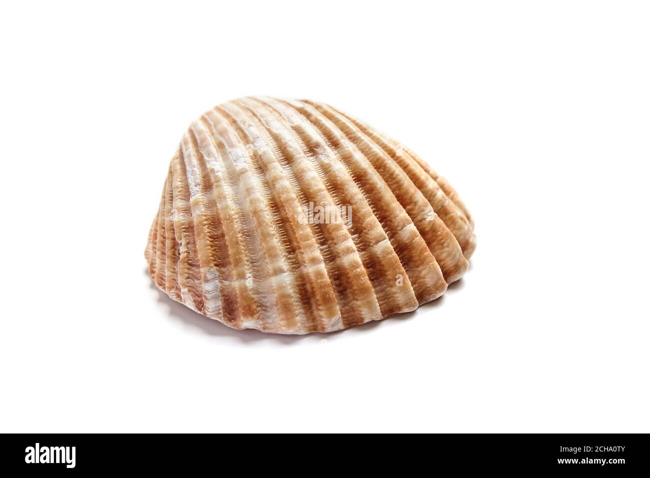Ribbed scallop shell isolated on white background Stock Photo - Alamy