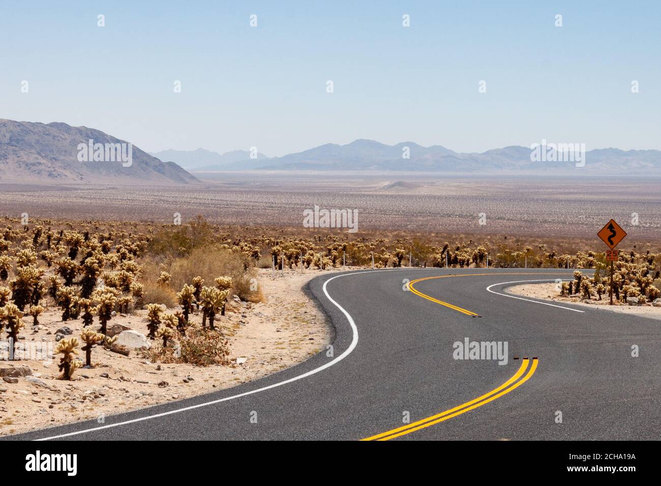 Zig zag cactus hi-res stock photography and images - Alamy