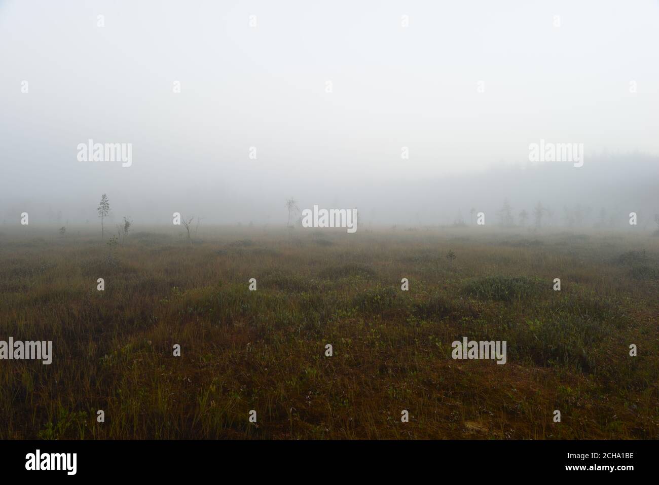 Dense marsh hi-res stock photography and images - Alamy
