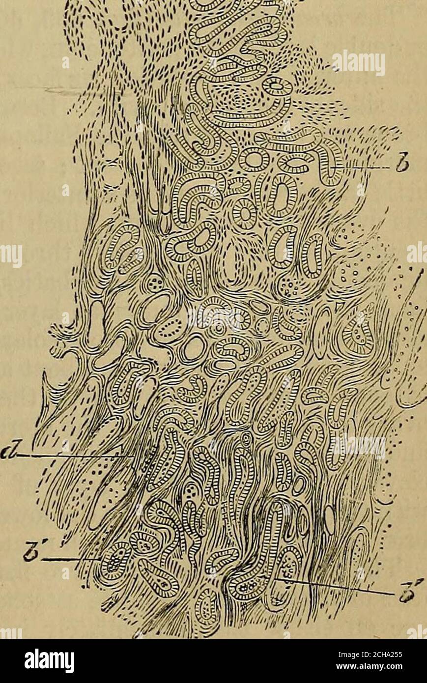 Lumen of glands hi-res stock photography and images - Alamy