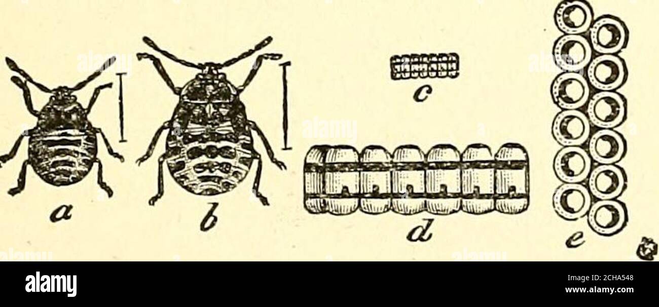 . Injurious insects and the use of insecticides [microform] : a new ...