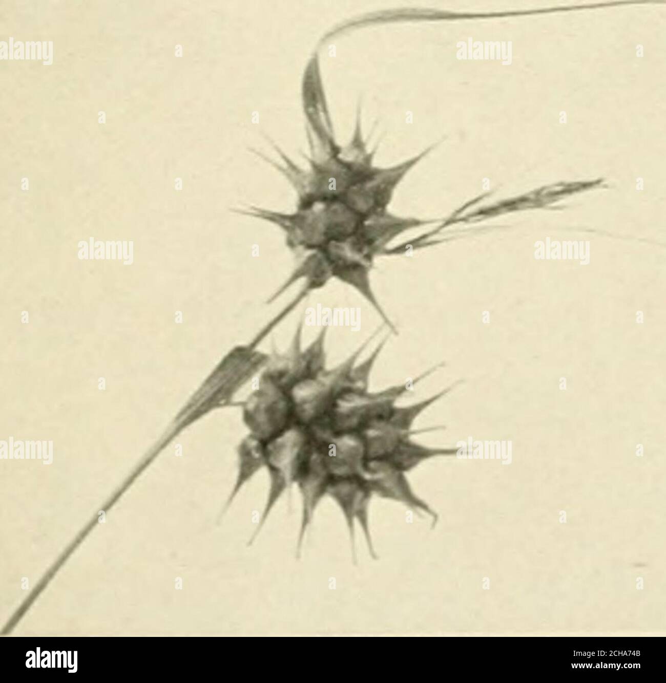 . The book of grasses : an illustrated guide to the common grasses, and ...