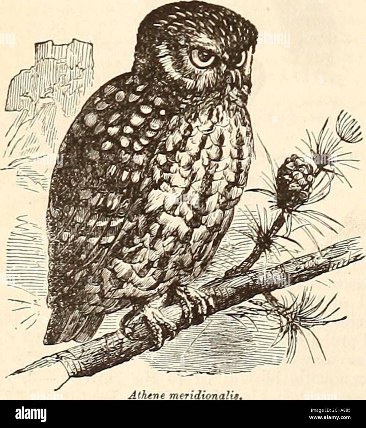 Asiatic owl species hi-res stock photography and images - Alamy