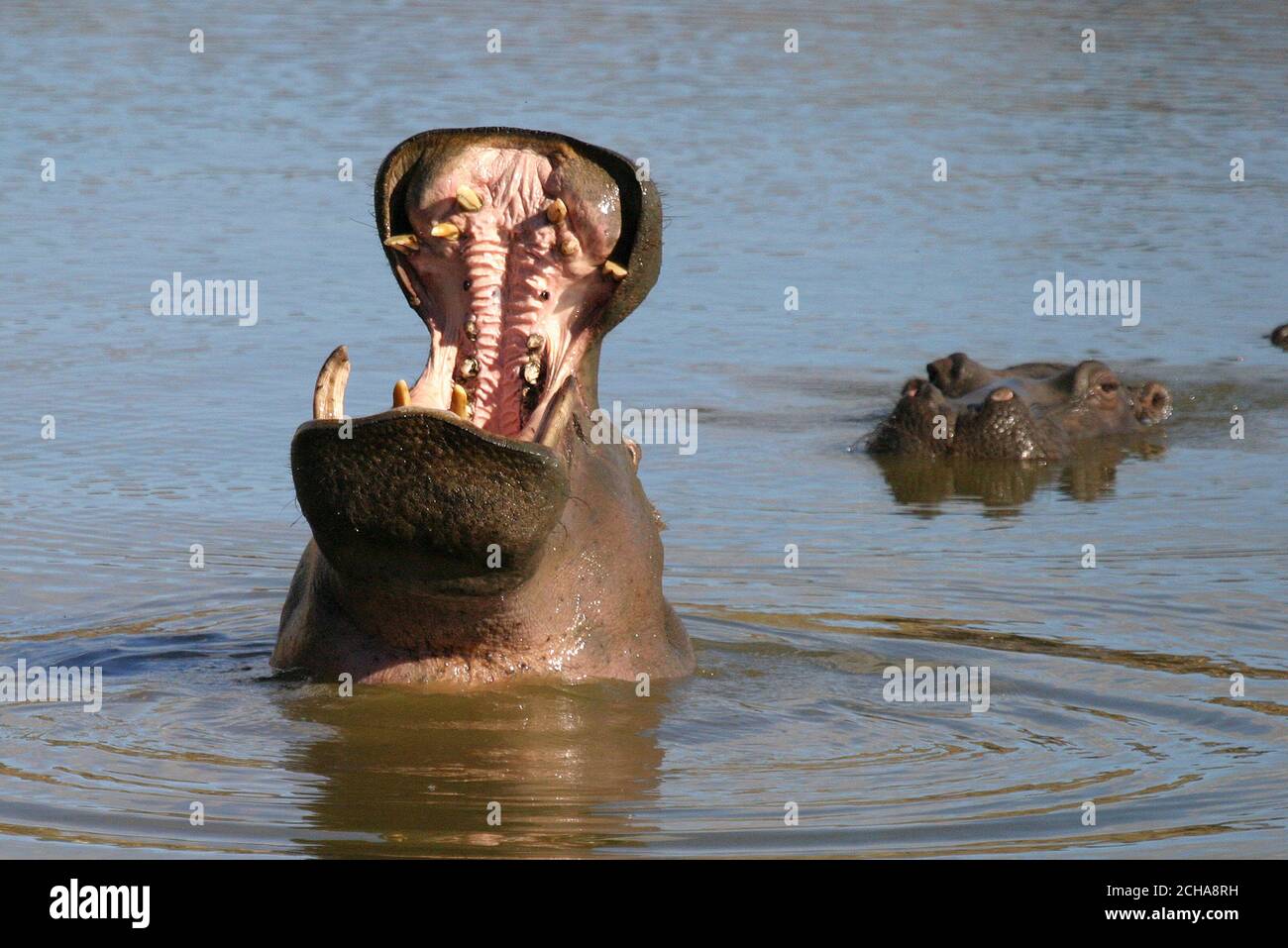 Bull Hippopotamus (Hippopotamus amphibius) yawning South Africa Stock ...