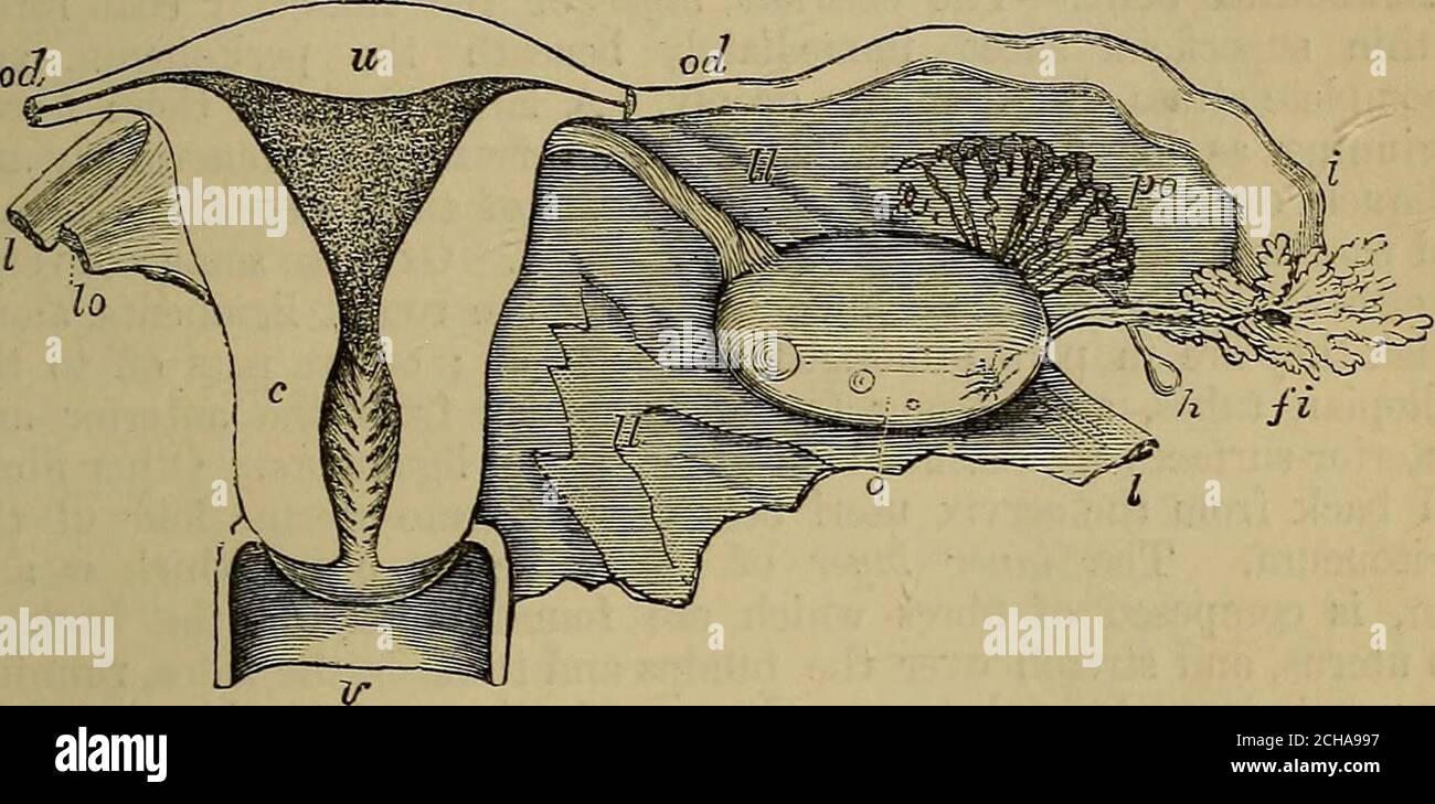 Posterior triangle of the neck hi-res stock photography and images - Alamy