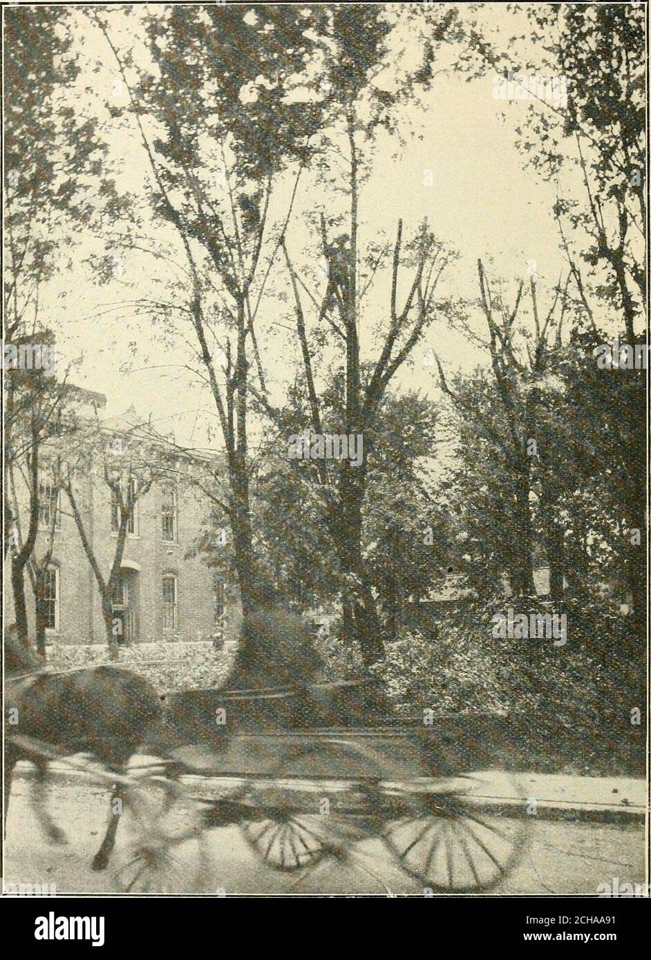 Human ancestor trees hi-res stock photography and images - Alamy