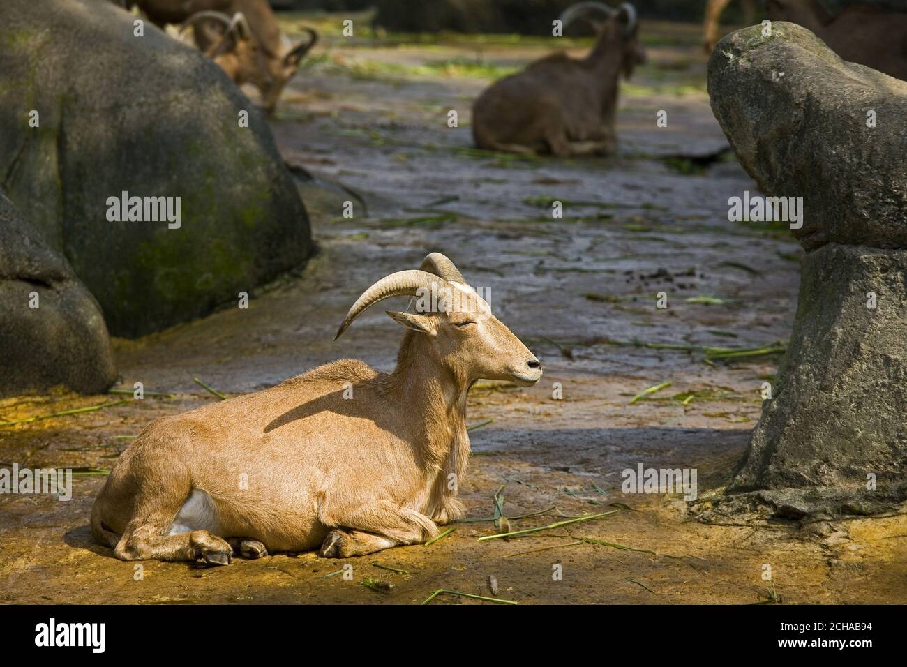 North African Beard Sheep Stock Photo - Alamy
