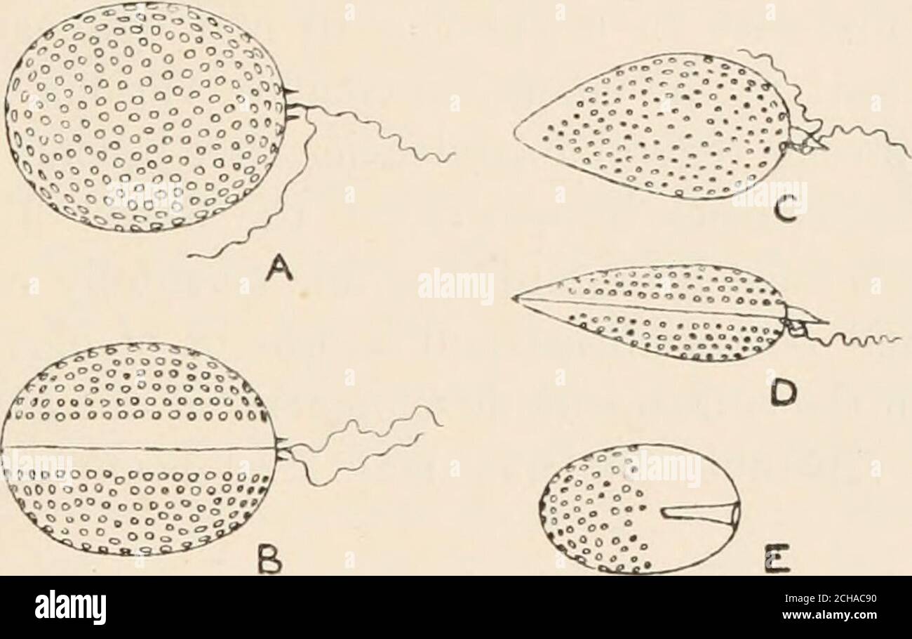 Inner cell mass hi-res stock photography and images - Alamy