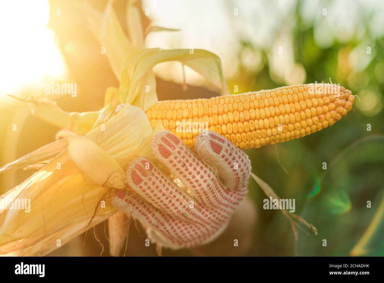 Farmer holding corn on the cob in the field during the maize crop ...