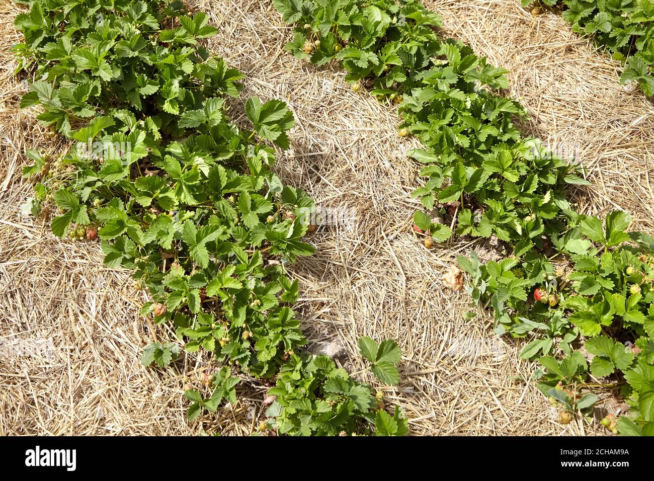 Growing strawberries, rows of green bushes Stock Photo - Alamy