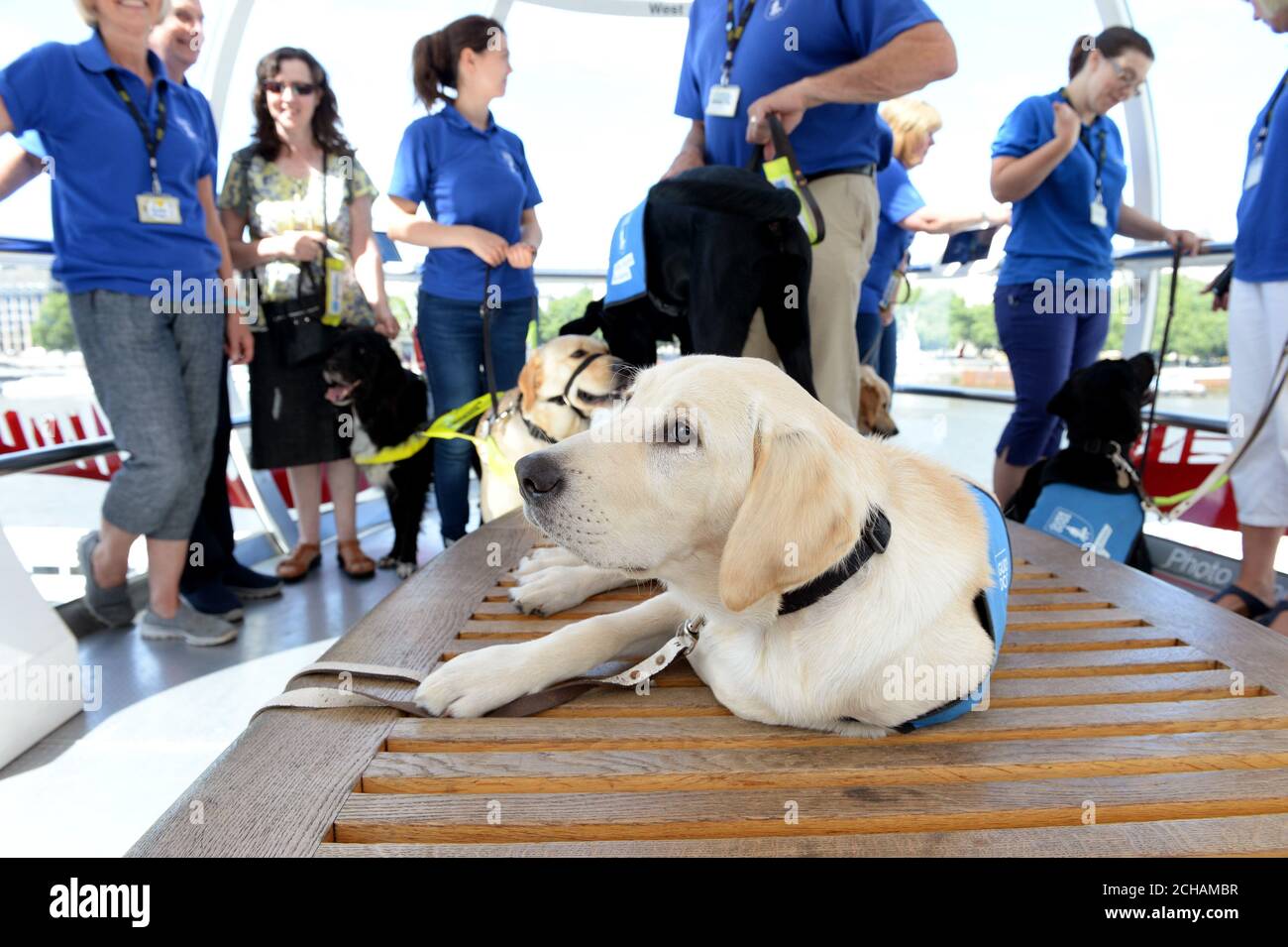 Medway branch guide dogs hi-res stock photography and images - Alamy