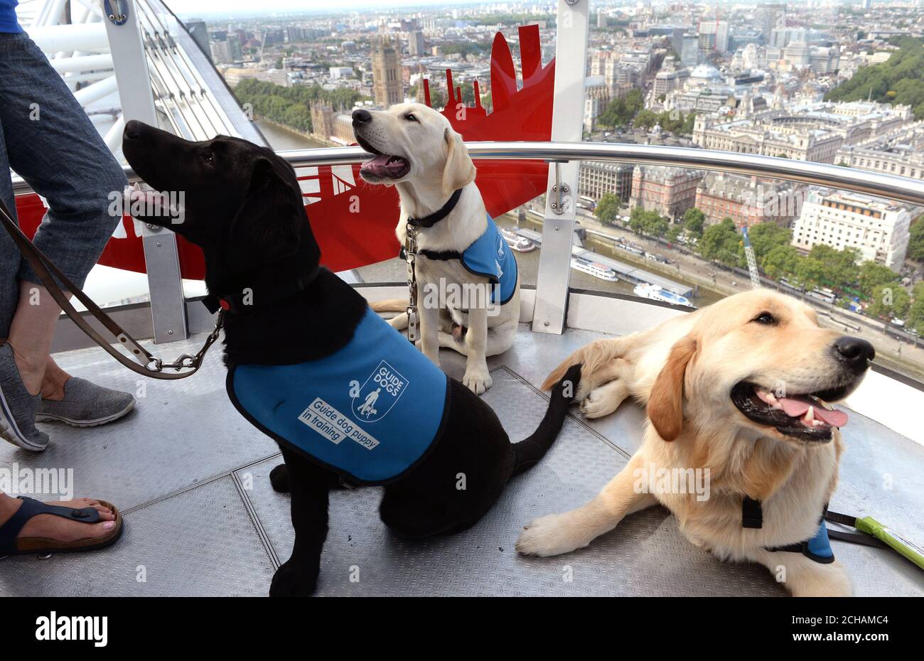 Medway branch guide dogs hi-res stock photography and images - Alamy