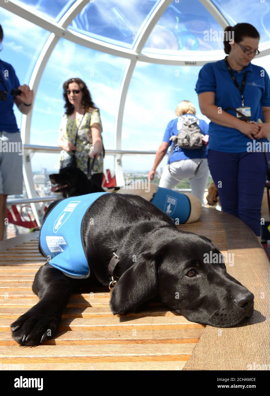 Medway branch guide dogs hi-res stock photography and images - Alamy