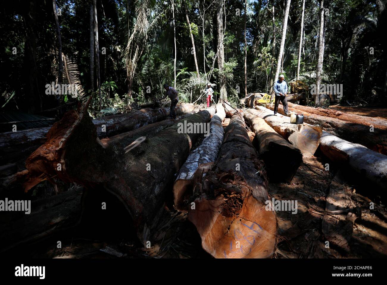 Brazil deforestation 2019 hi-res stock photography and images - Alamy