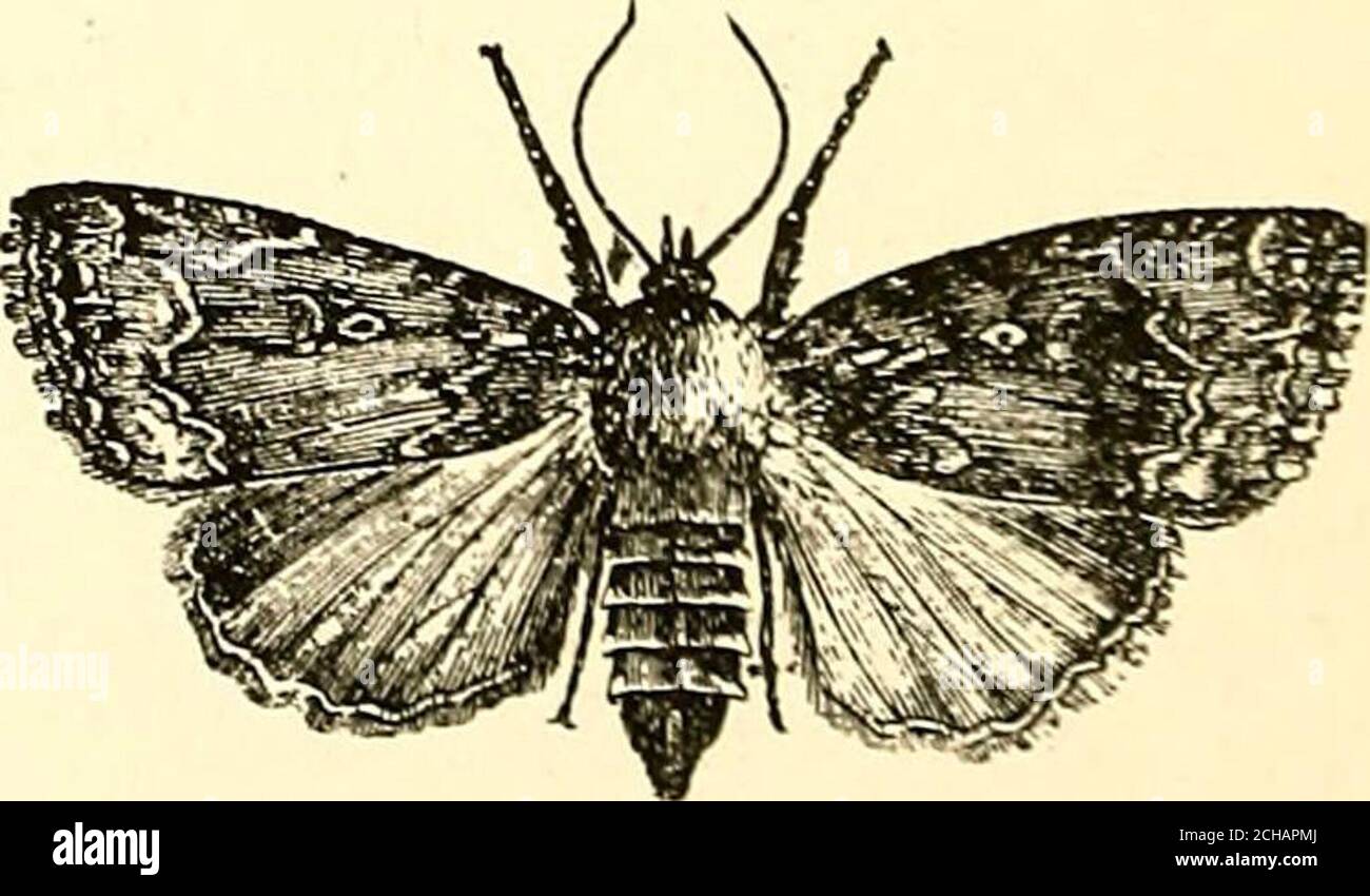 . Injurious insects and the use of insecticides [microform] : a new ...