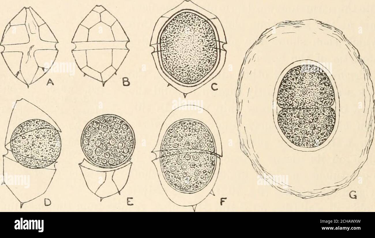 Peridinium Diagram