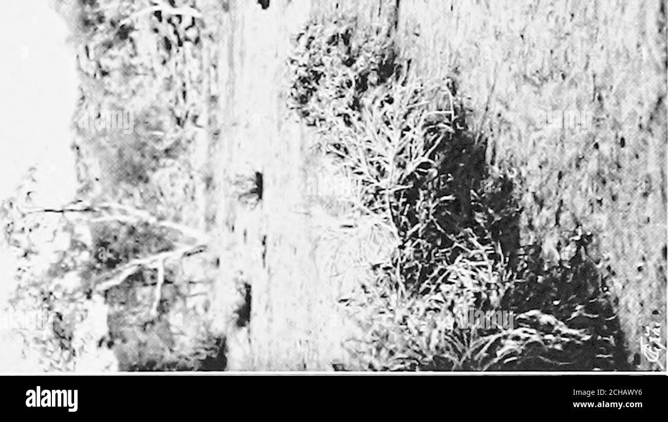 . Across Australia . X CEREMONIES OF THE ARUNTA TRIBE 281 themselves ...