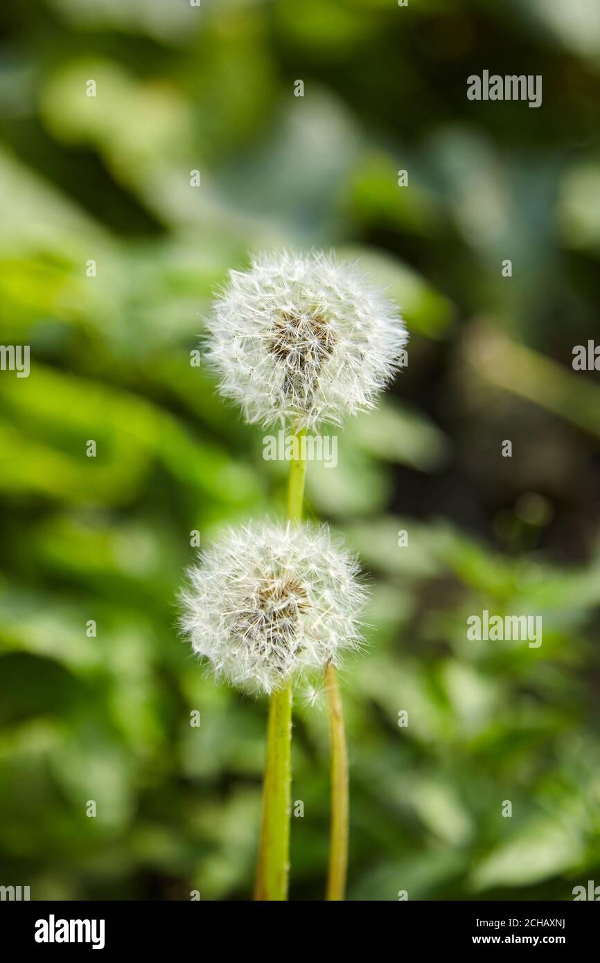 white soft dandelion spring flower Stock Photo - Alamy
