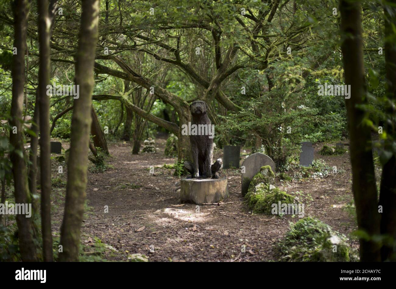 Dog cemetery hi-res stock photography and images - Alamy