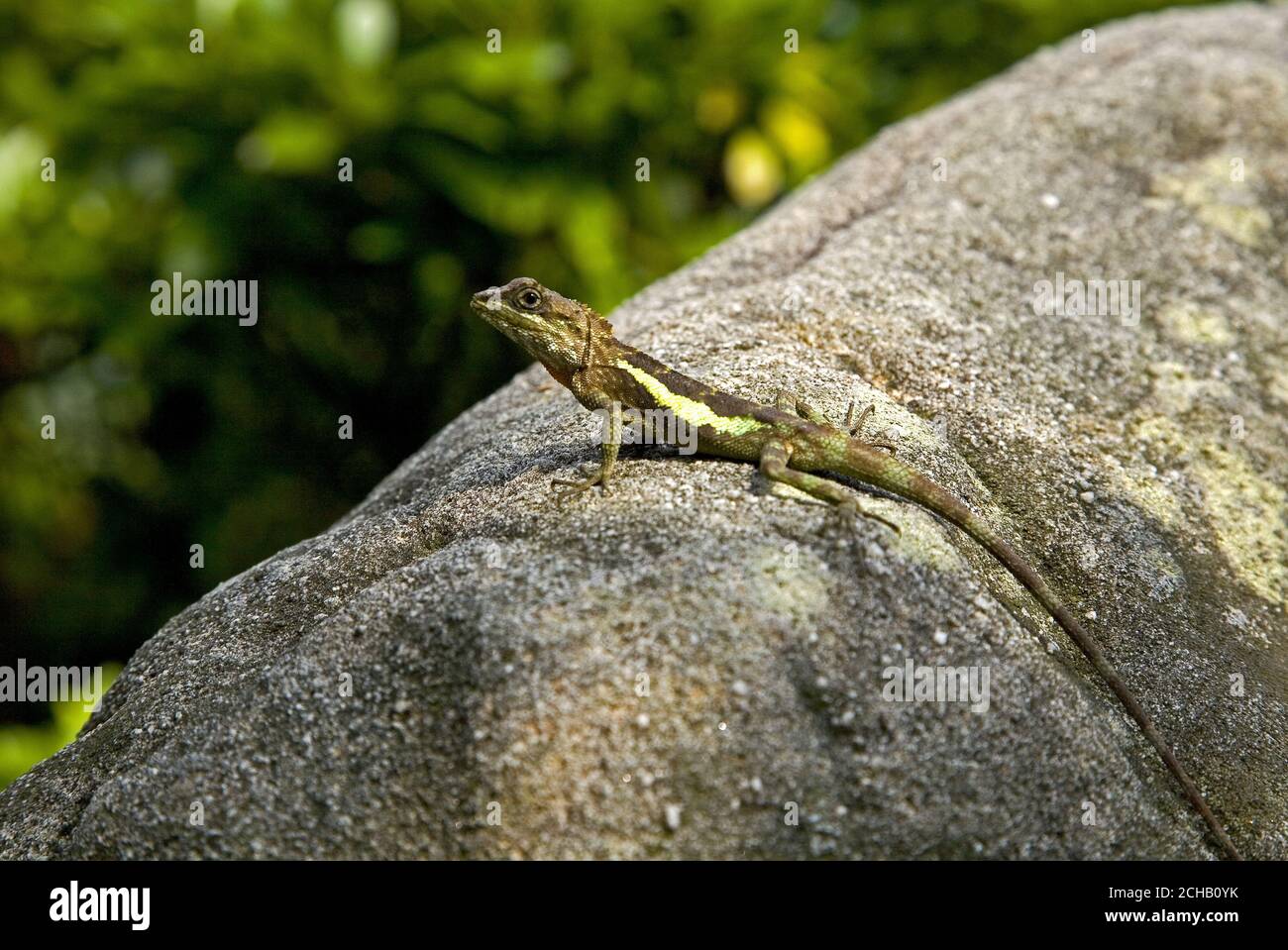 Svenhow climbing lizard hi-res stock photography and images - Alamy