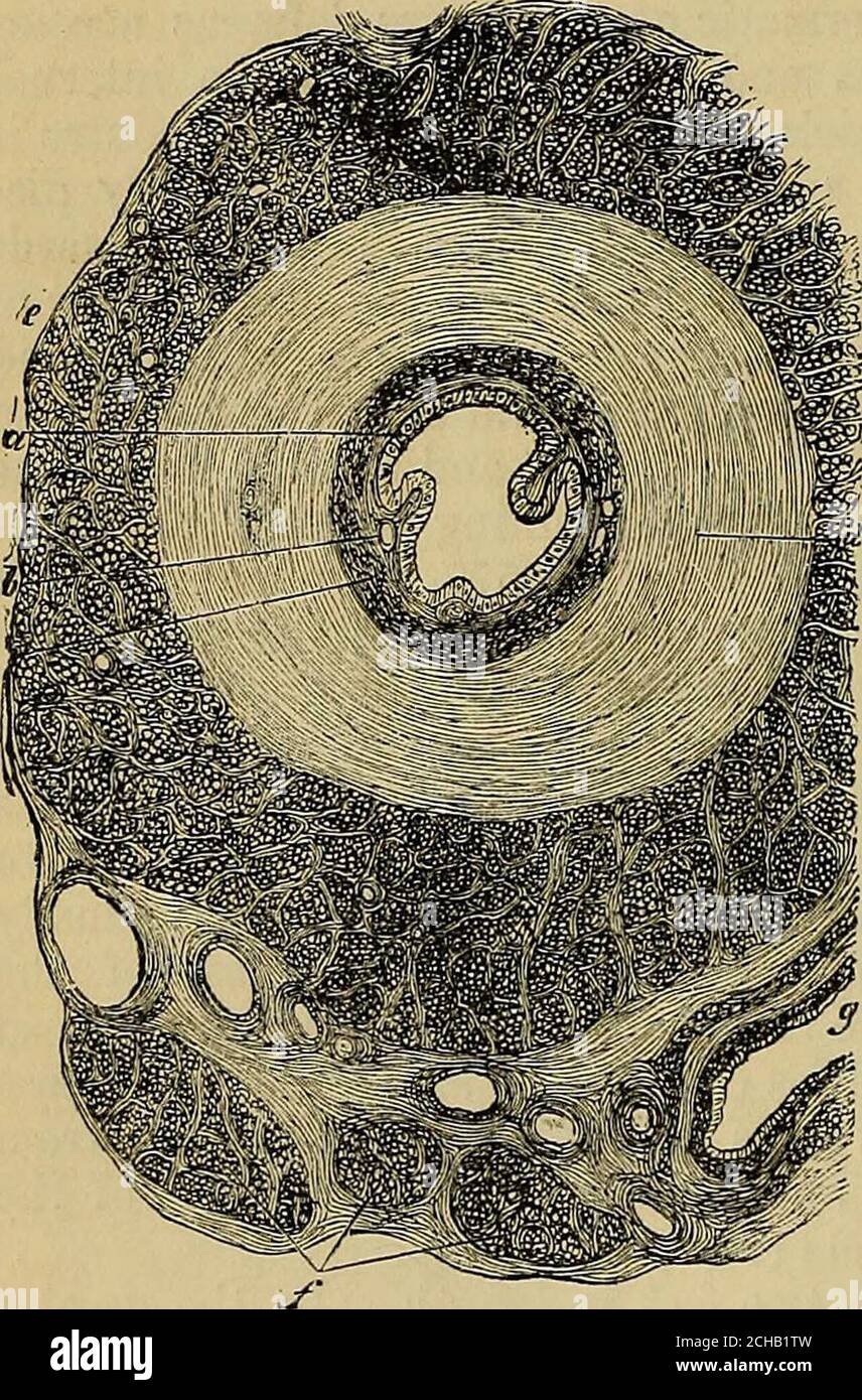 Sacculated hi-res stock photography and images - Alamy