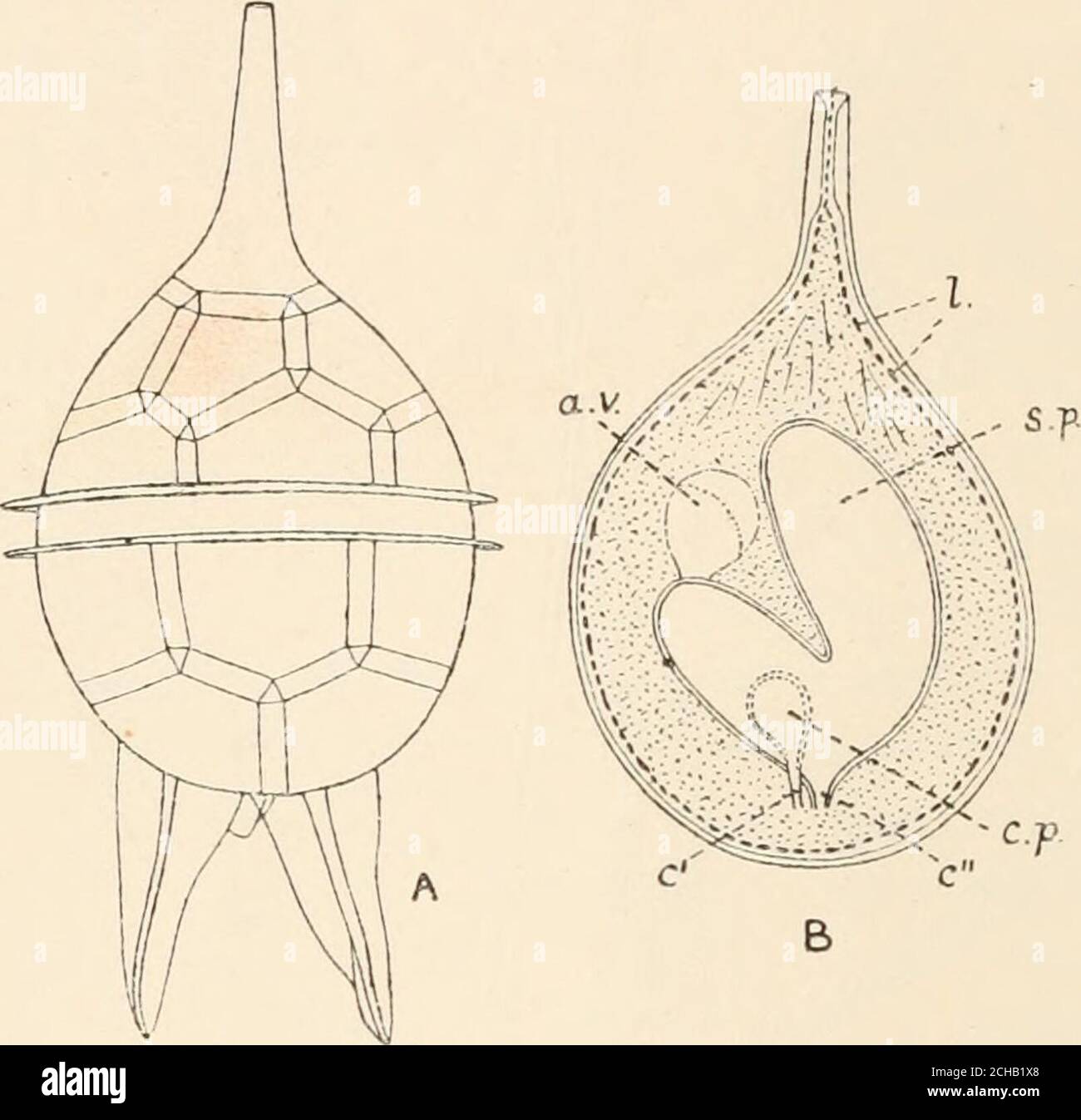 Peridinium Diagram