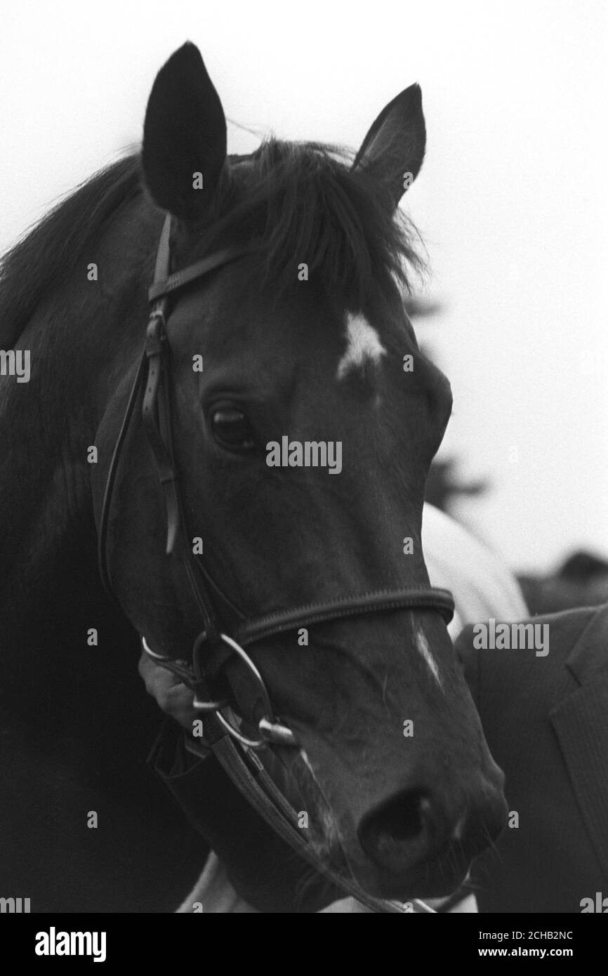 Pat eddery el gran senor hi-res stock photography and images - Alamy