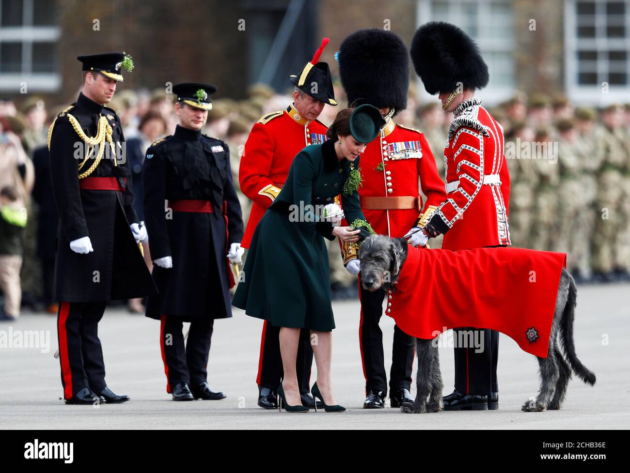 Irish guards regimental mascot hi-res stock photography and images - Alamy