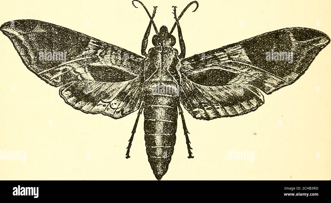 . Injurious insects and the use of insecticides [microform] : a new ...