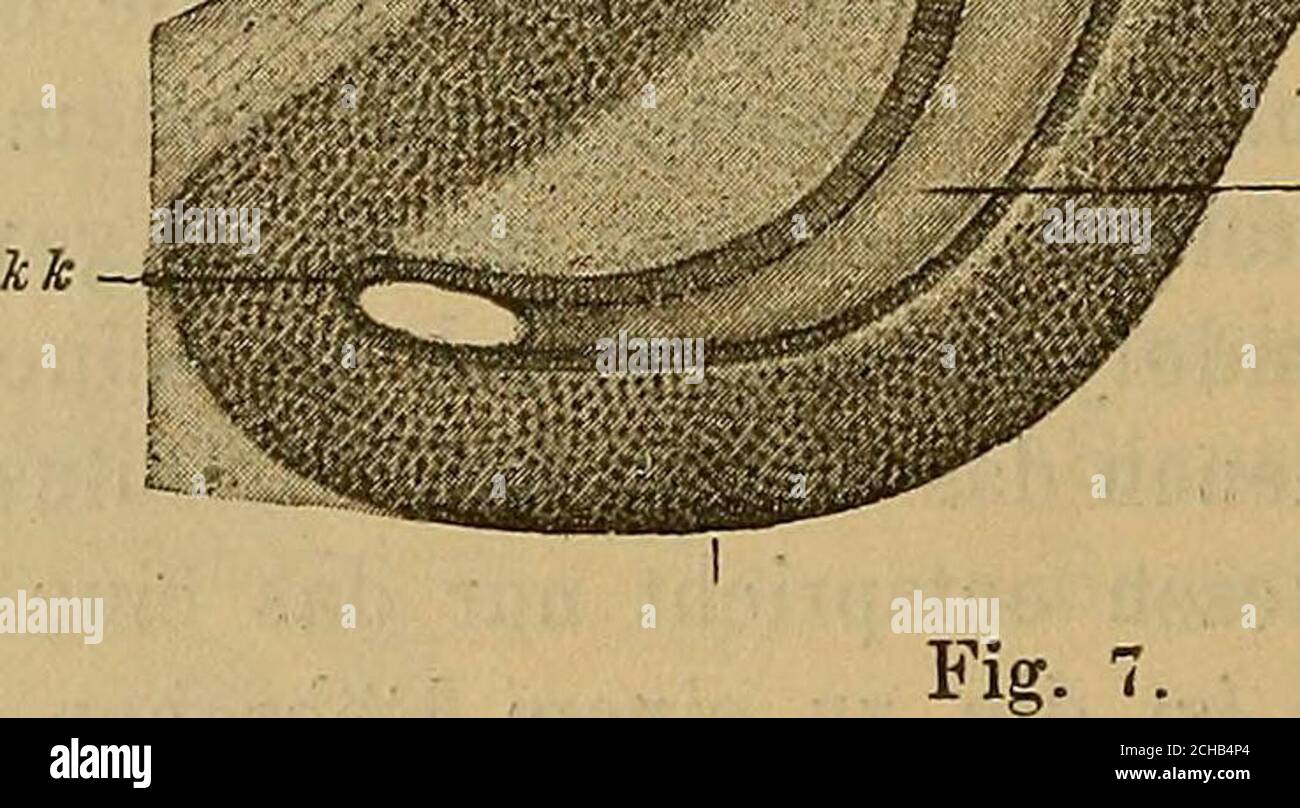 Ductus reuniens hi-res stock photography and images - Alamy