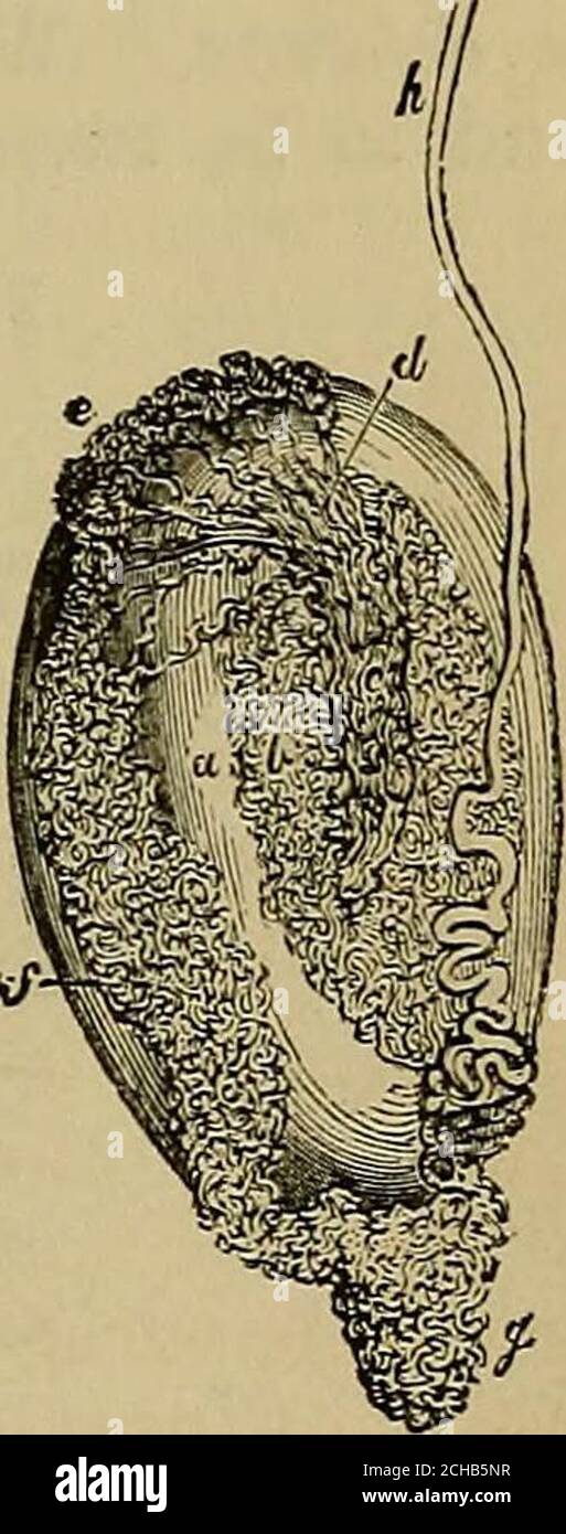 . Quain's elements of anatomy . Fig. 596.—Passage op convoluted ...