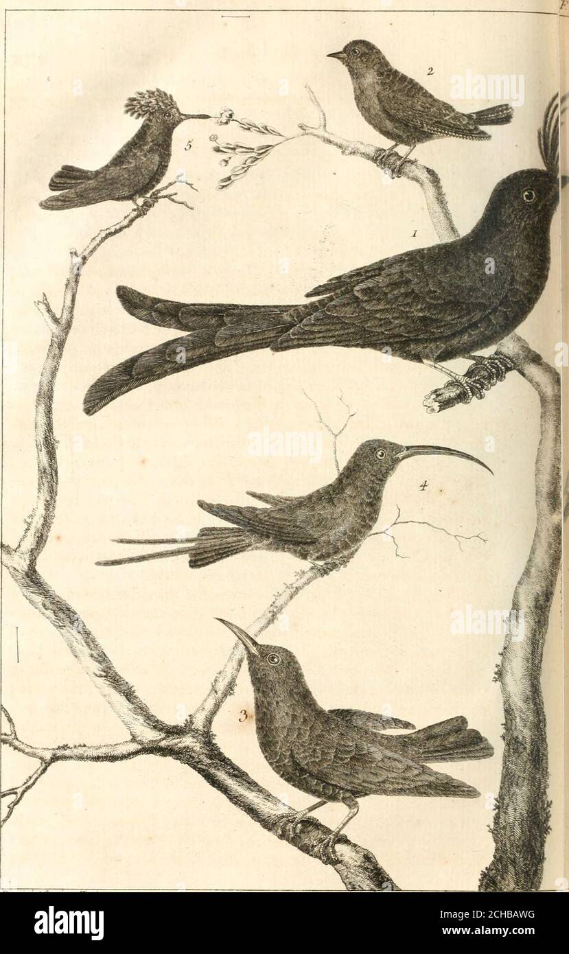 Tete de moineau hi-res stock photography and images - Alamy