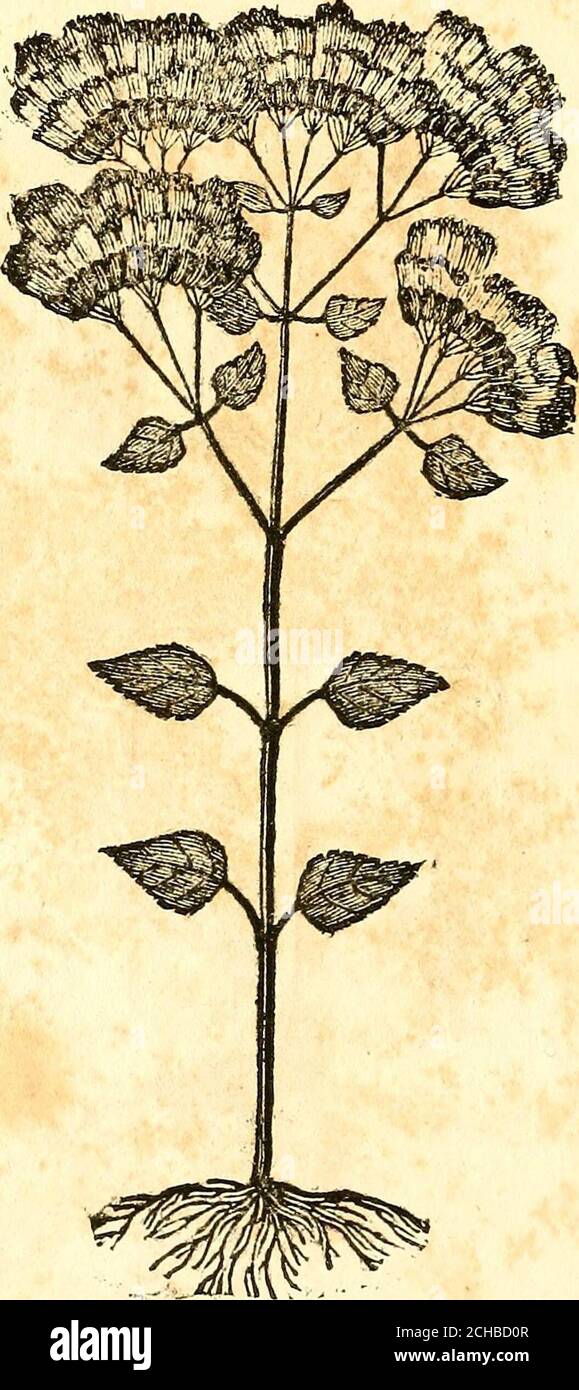 Indian Snake Root High Resolution Stock Photography and Images - Alamy