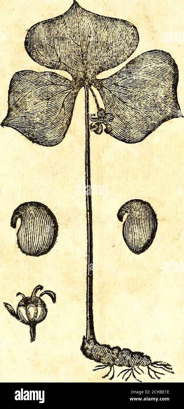 Anatomy of the toad hi-res stock photography and images - Alamy