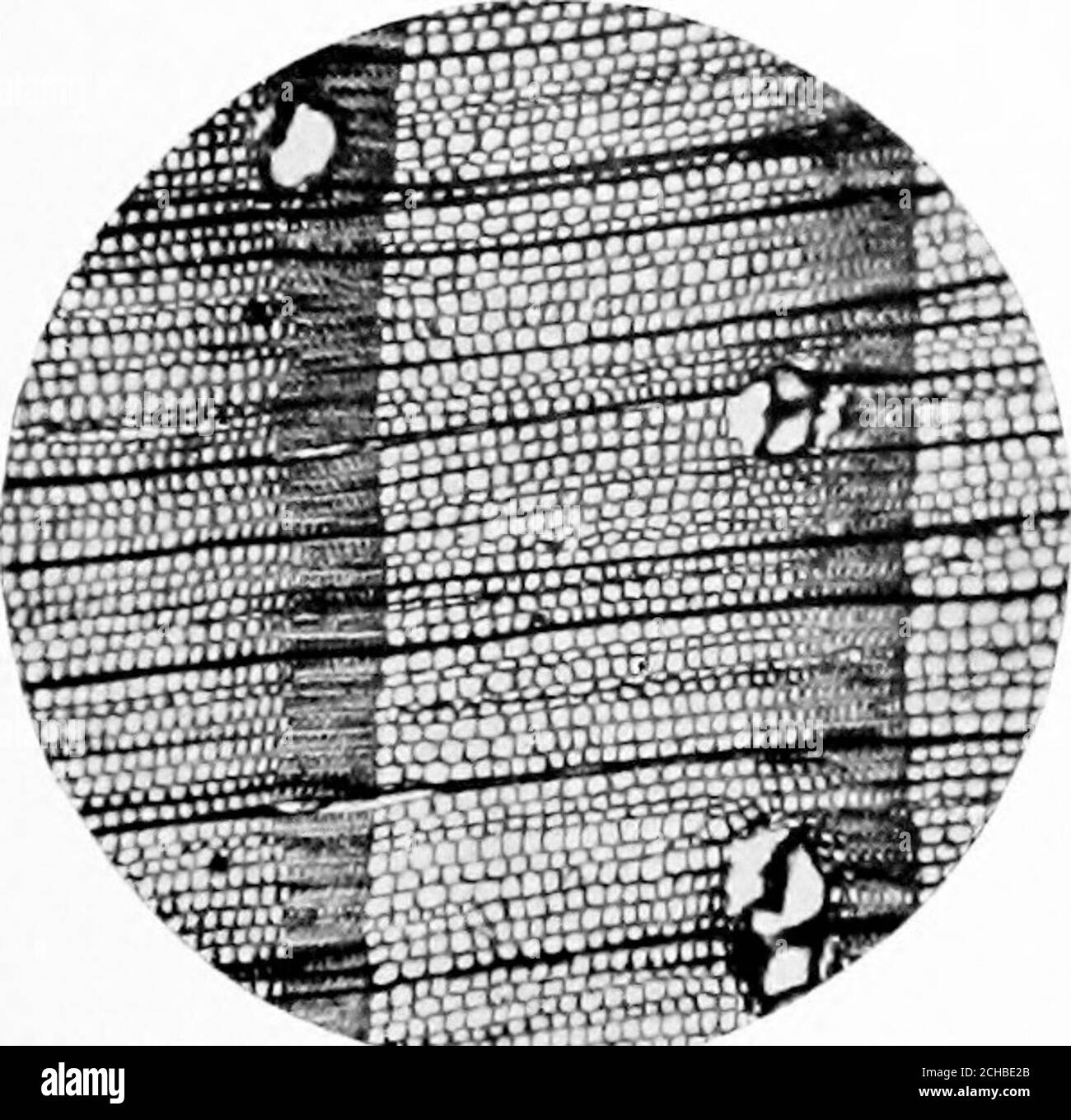 . Wood and forest . m V ,...... ^ .j Radial Section,life size.. Cross ...