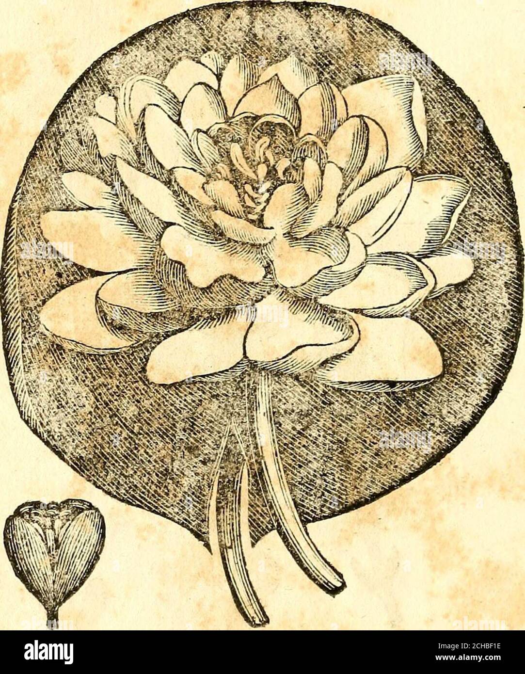 Anatomy of the toad hi-res stock photography and images - Alamy