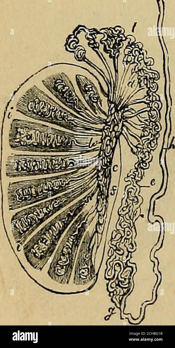 Vasa recta hi-res stock photography and images - Alamy