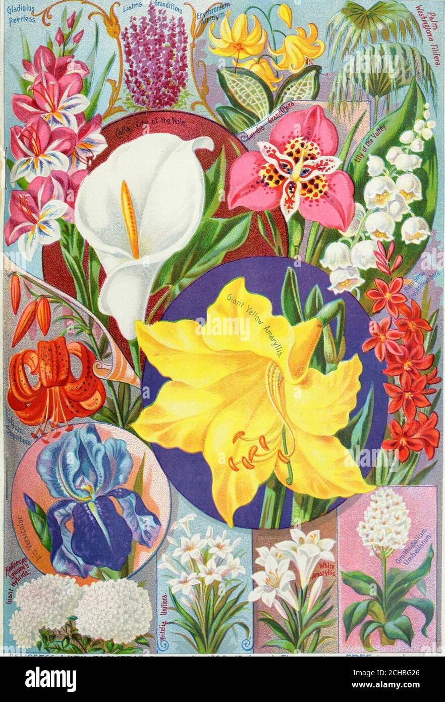 Safrano rose hi-res stock photography and images - Alamy