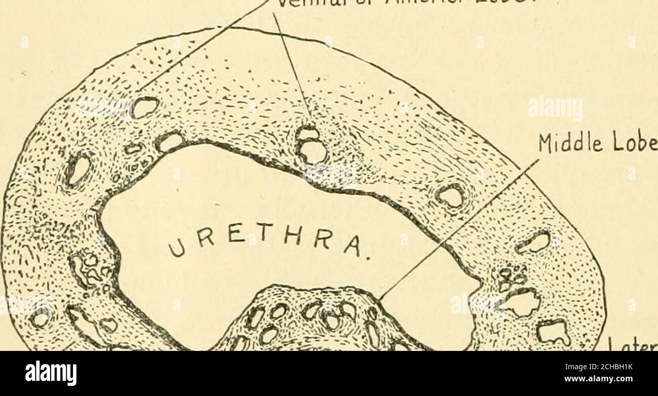 Prostatic ducts hi-res stock photography and images - Alamy