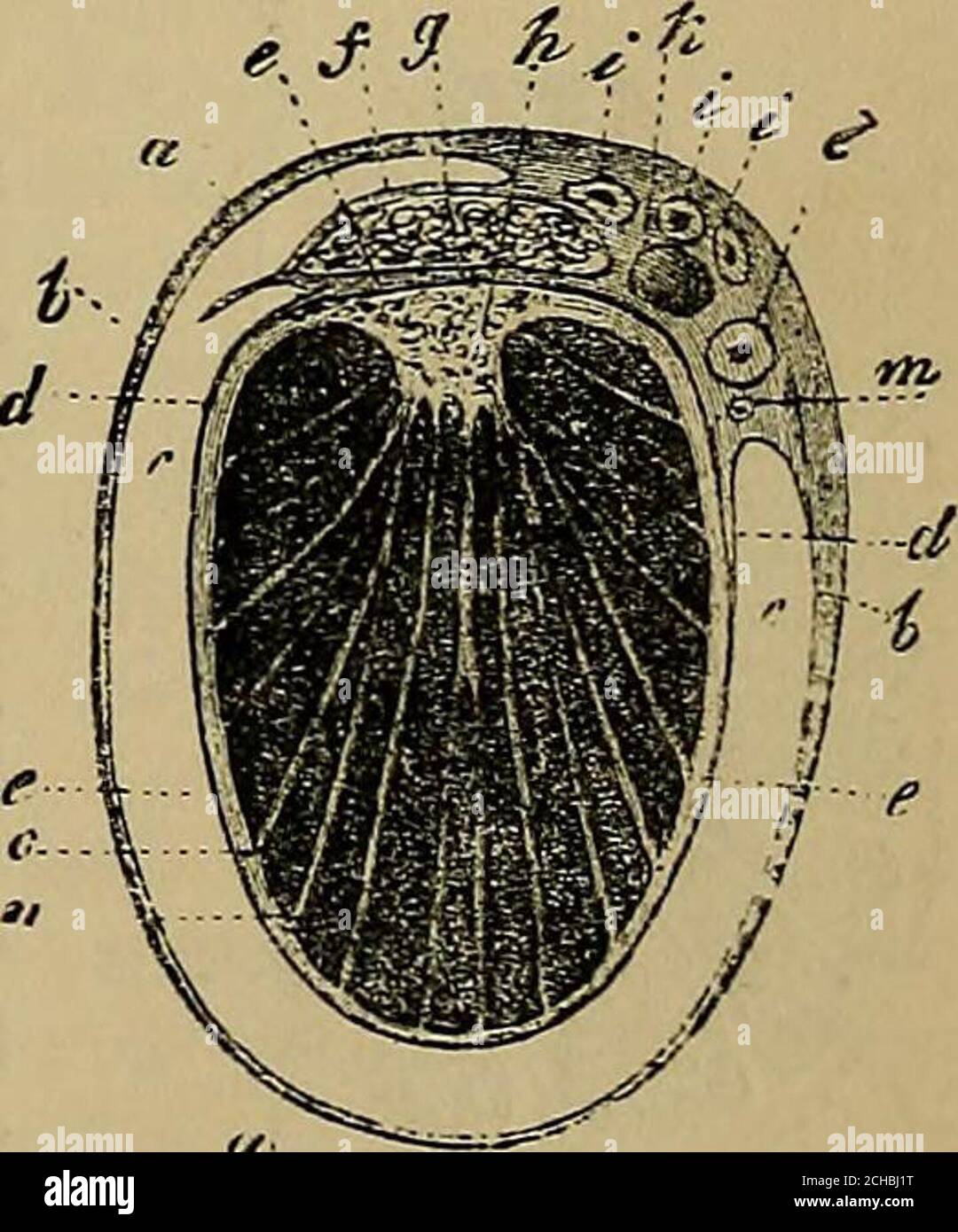 . Quain's elements of anatomy . tion. It follows from this that the pos ...