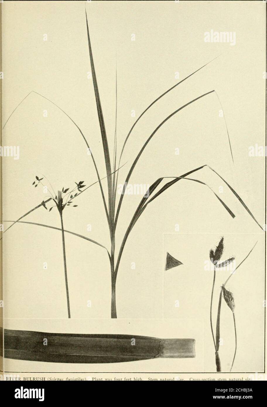 Cross section stem rush hi-res stock photography and images - Alamy