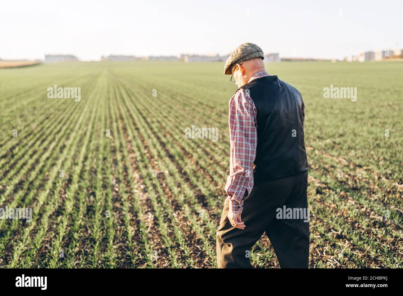Farmer walking wheat field examining hi-res stock photography and ...
