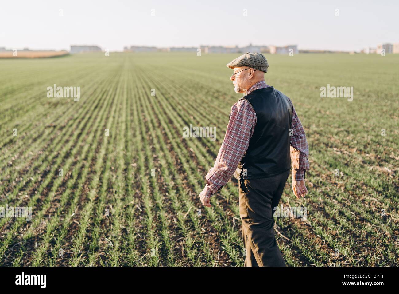 Farmer walking wheat field examining hi-res stock photography and ...
