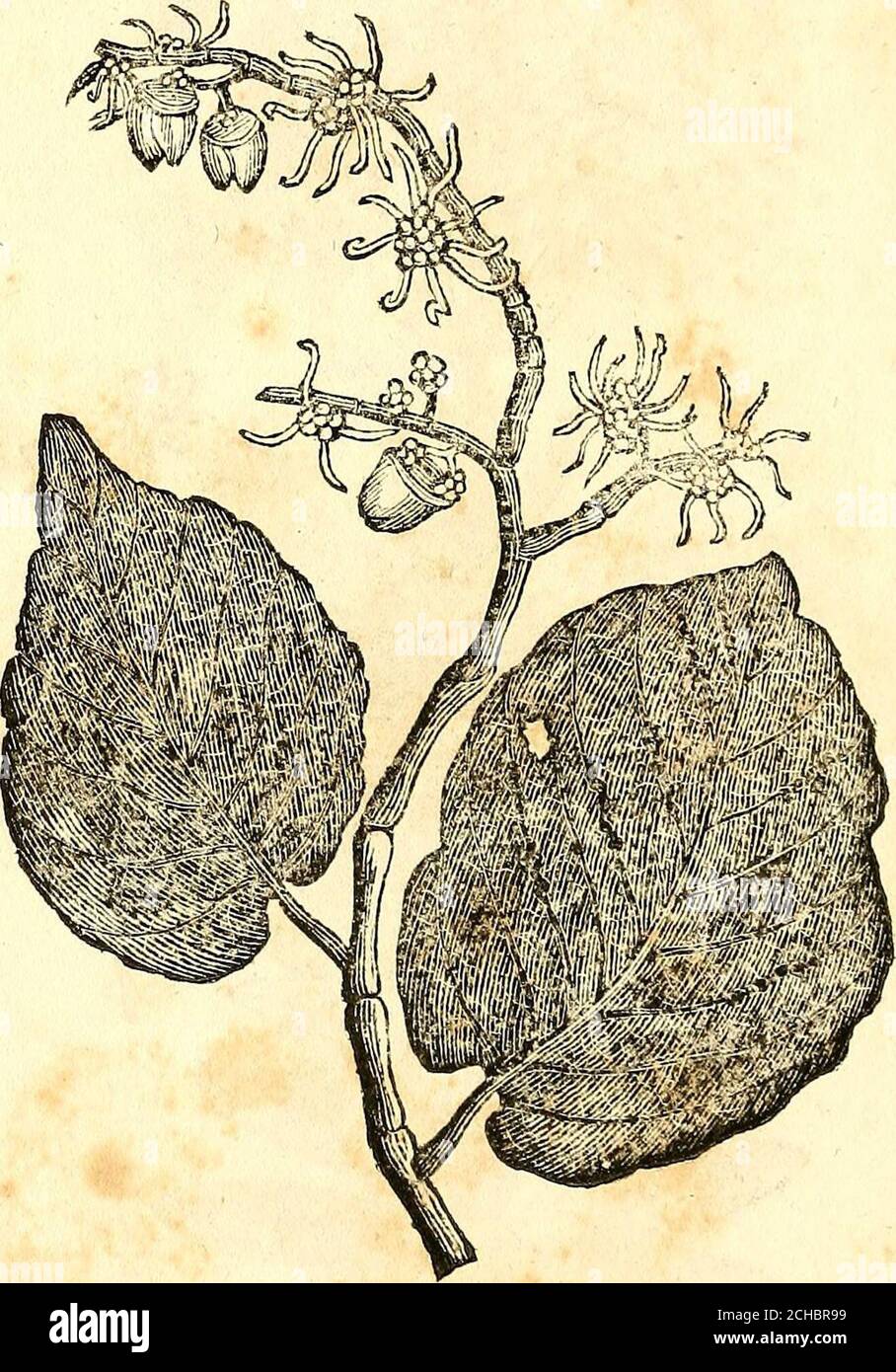 Alder root illustration hi-res stock photography and images - Alamy